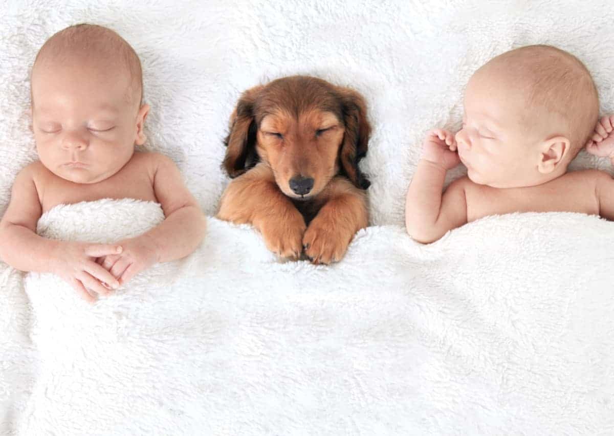 7 Tips To Helping Dogs With Newborn | Lifting Motherhood